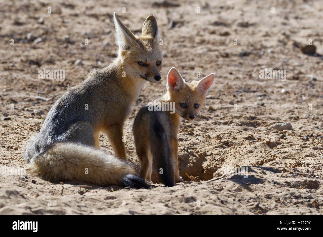 Two Foxes Facing High Resolution Stock Photography and Images - Alamy