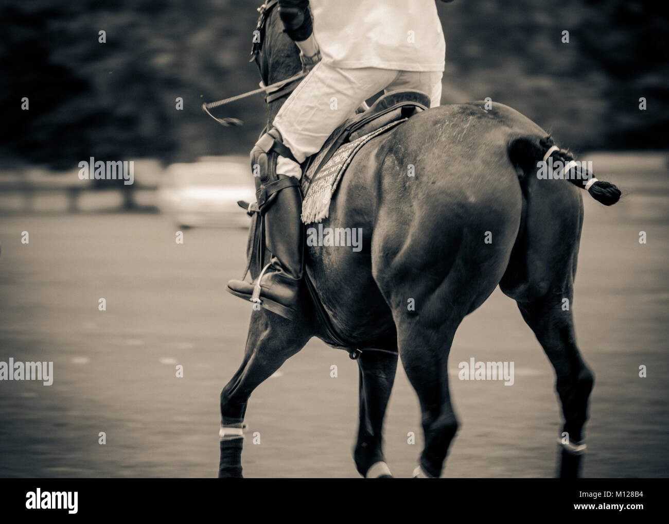 Polo pony ready to play in a polo match at Kirtlington Park Polo Club ...
