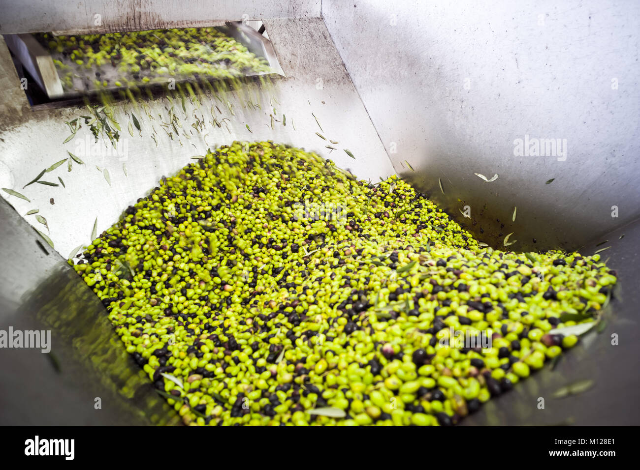 The making of extra virgin Olive Oil in Mola di Bari, Puglia Stock ...