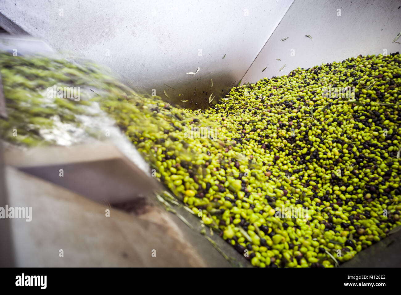 The making of extra virgin Olive Oil in Mola di Bari, Puglia Stock ...