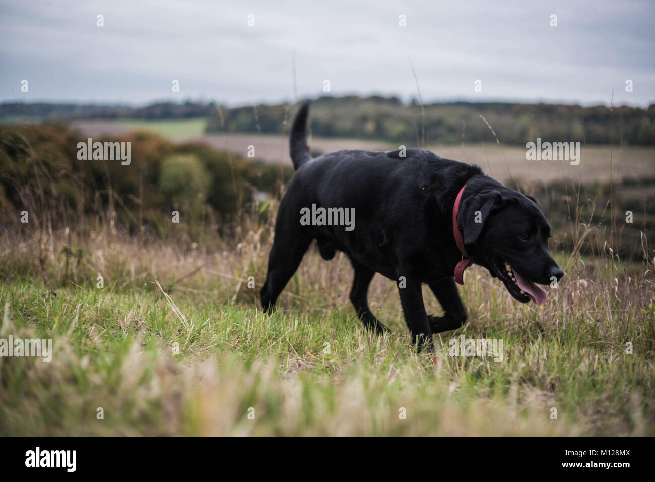 Labrador feet hi-res stock photography and images - Alamy