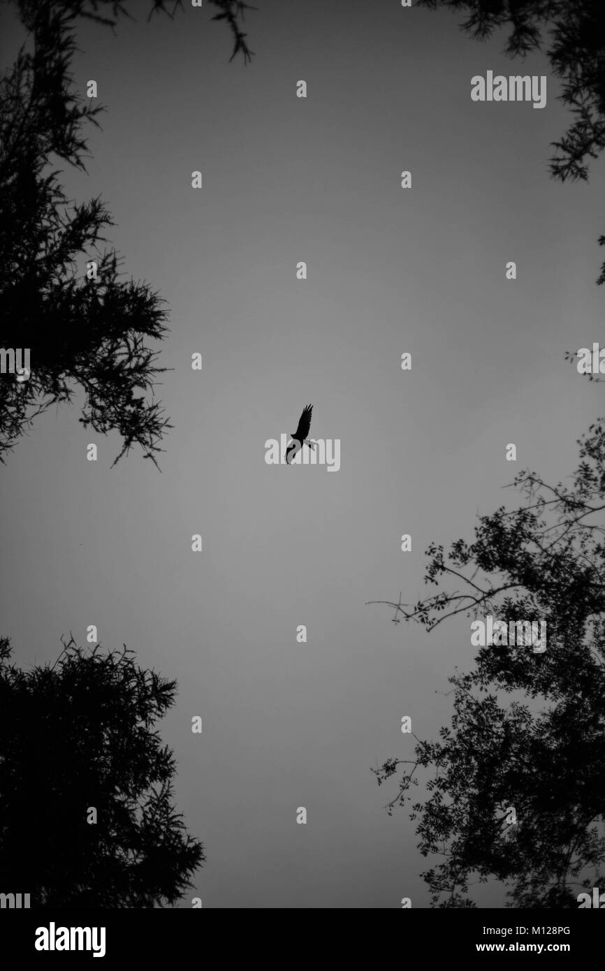 Birds flying over trees Black and White Stock Photos & Images - Alamy