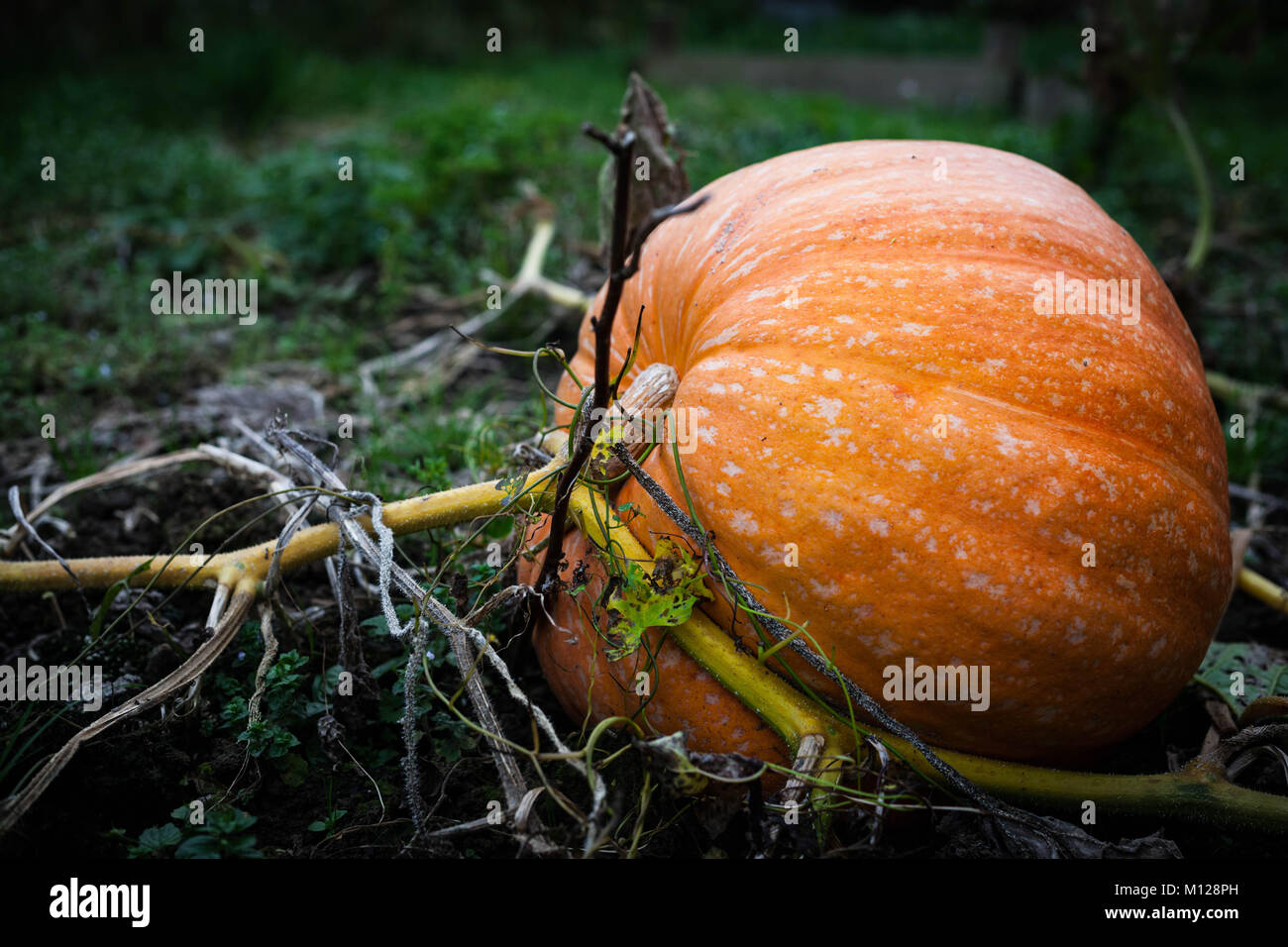 Autumn picture of a pumpkin Stock Photo - Alamy