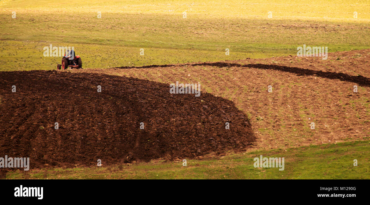 panoramic agripultural background with tractor in yellow field Stock ...