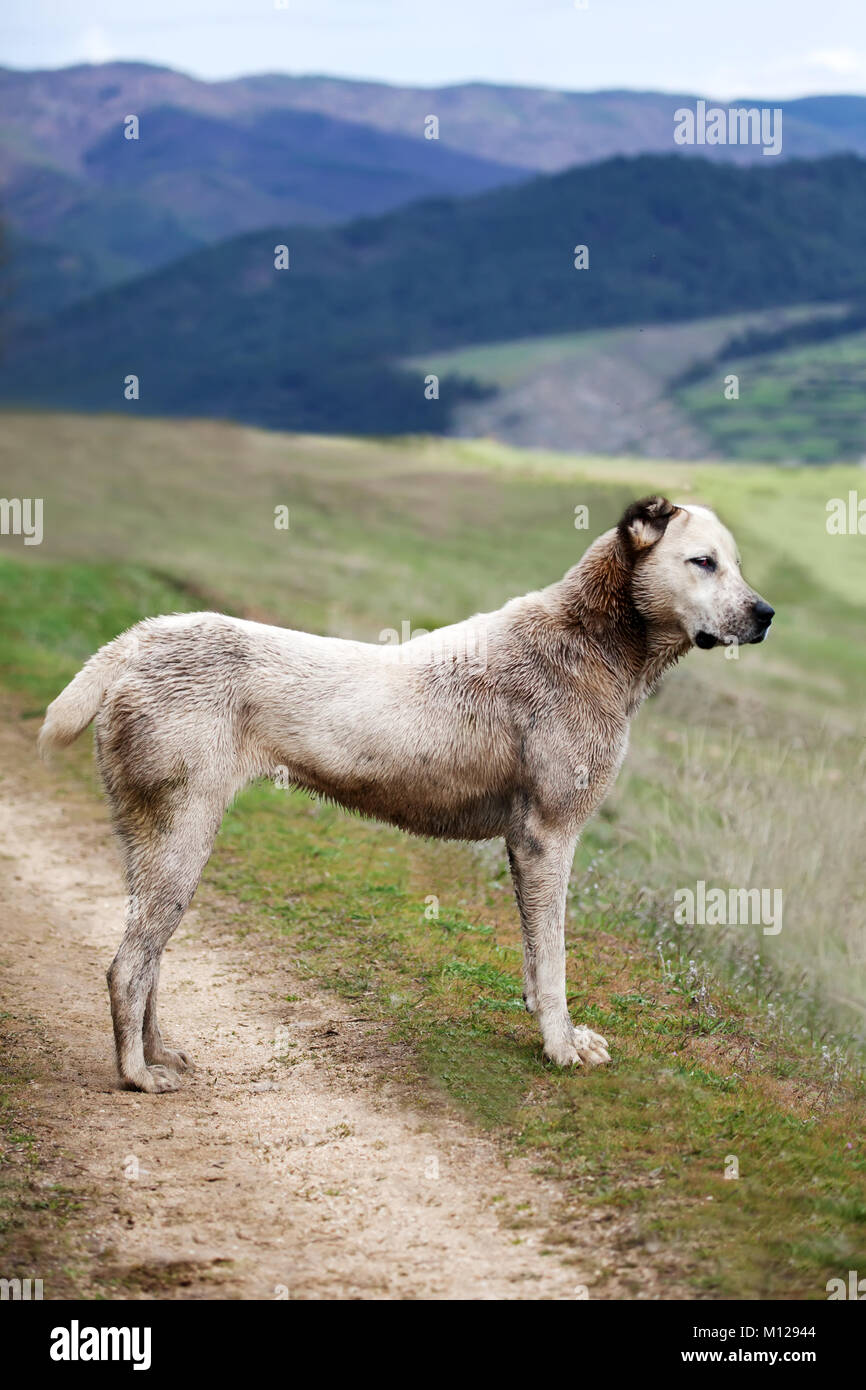 big white guarding alabai dog Stock Photo - Alamy