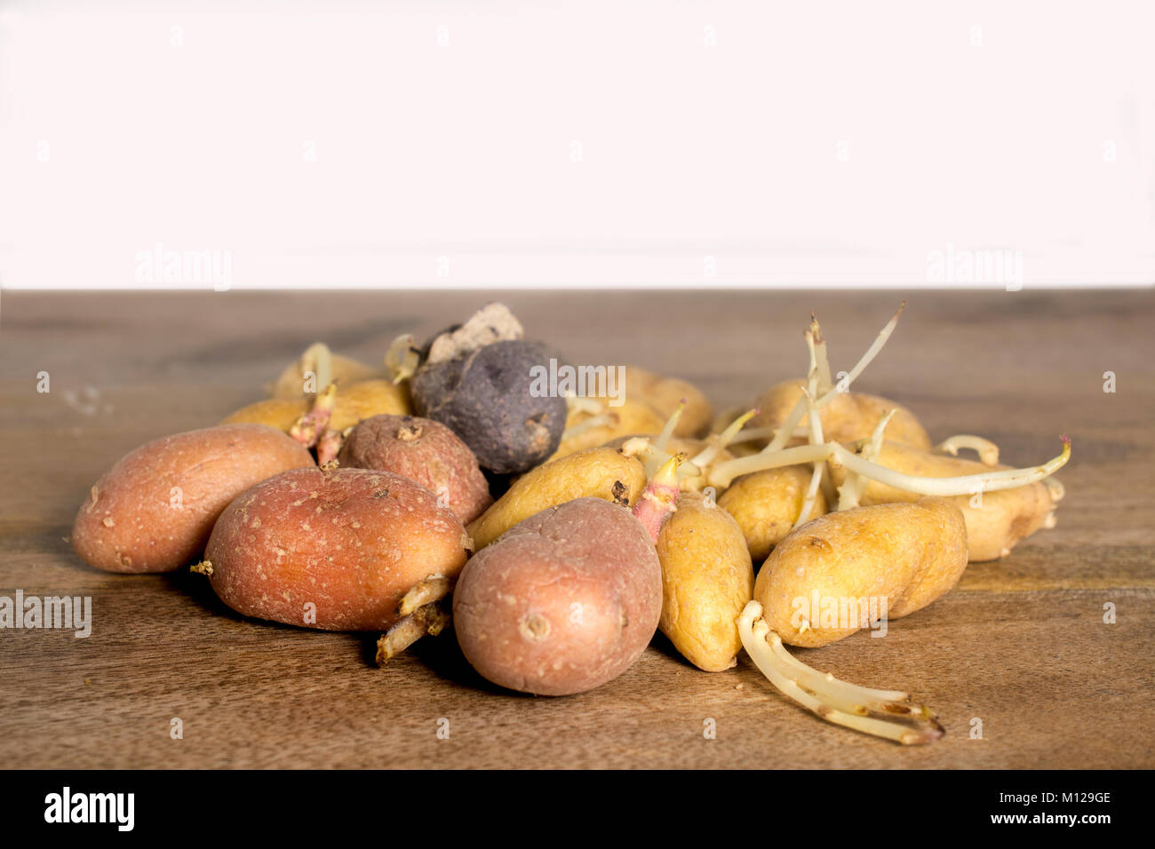Old germinating potatoes starting on wooden table against white wall ...