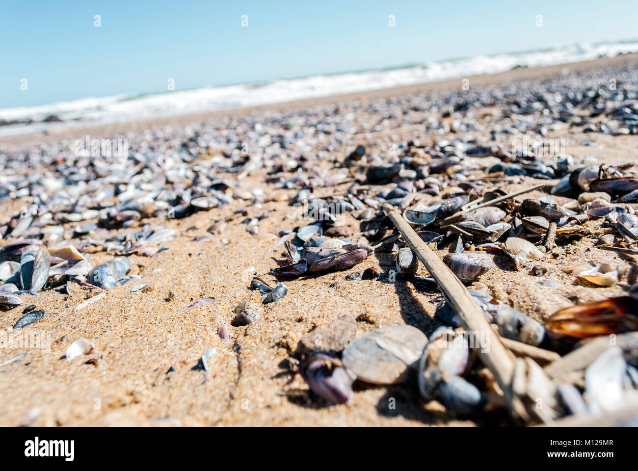 Tons of seashells and wood sticks at the beach. Close up Background. La ...