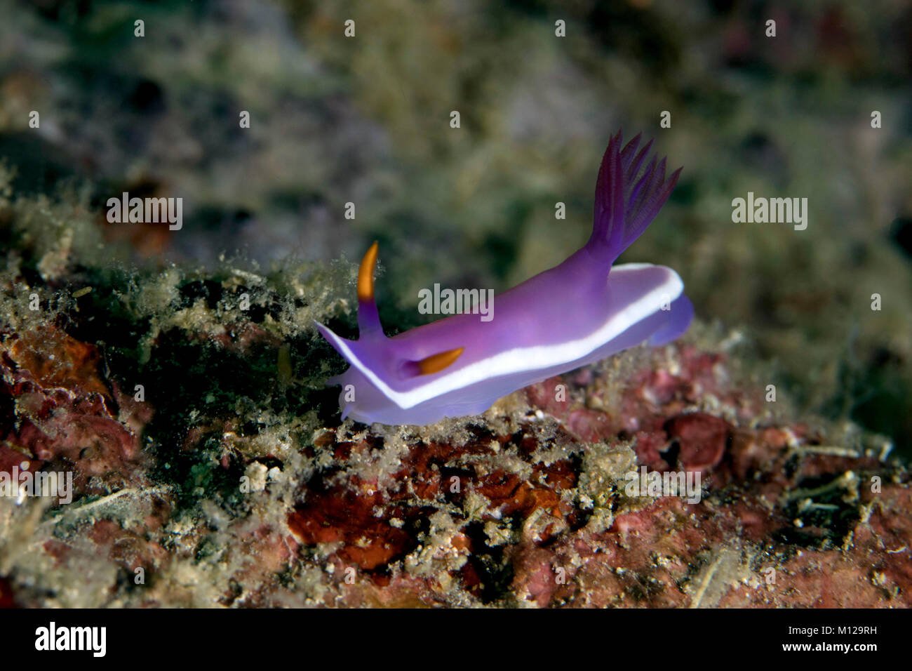 Nudibranch Hypselodoris sp. 15, NSSI. Kapalai, Celebes sea Stock Photo ...