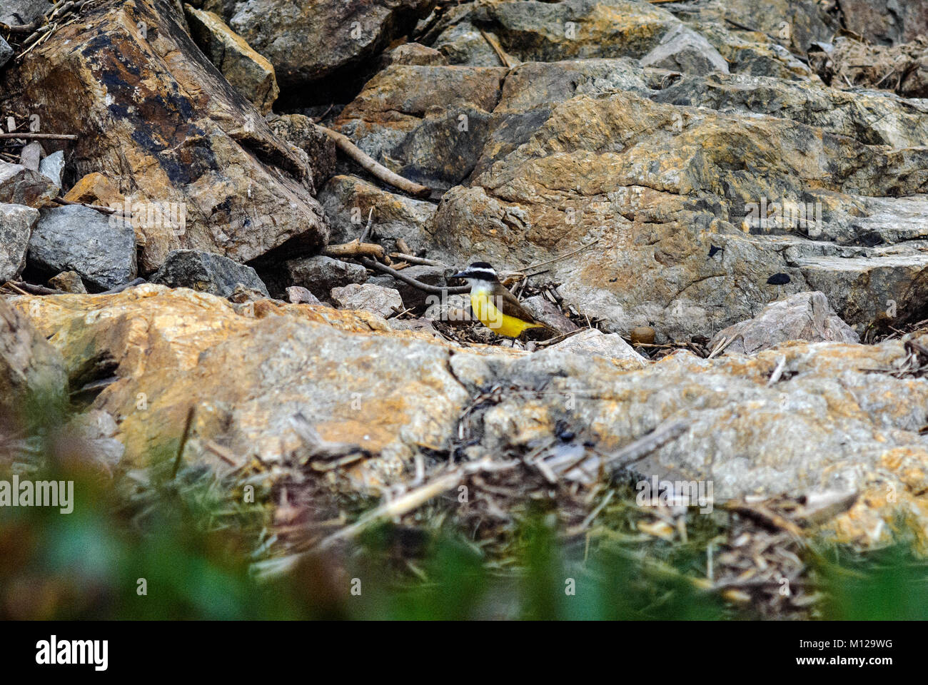 Lonely Yellow bird standing over ocean rocks and wood. Kiskadee ...