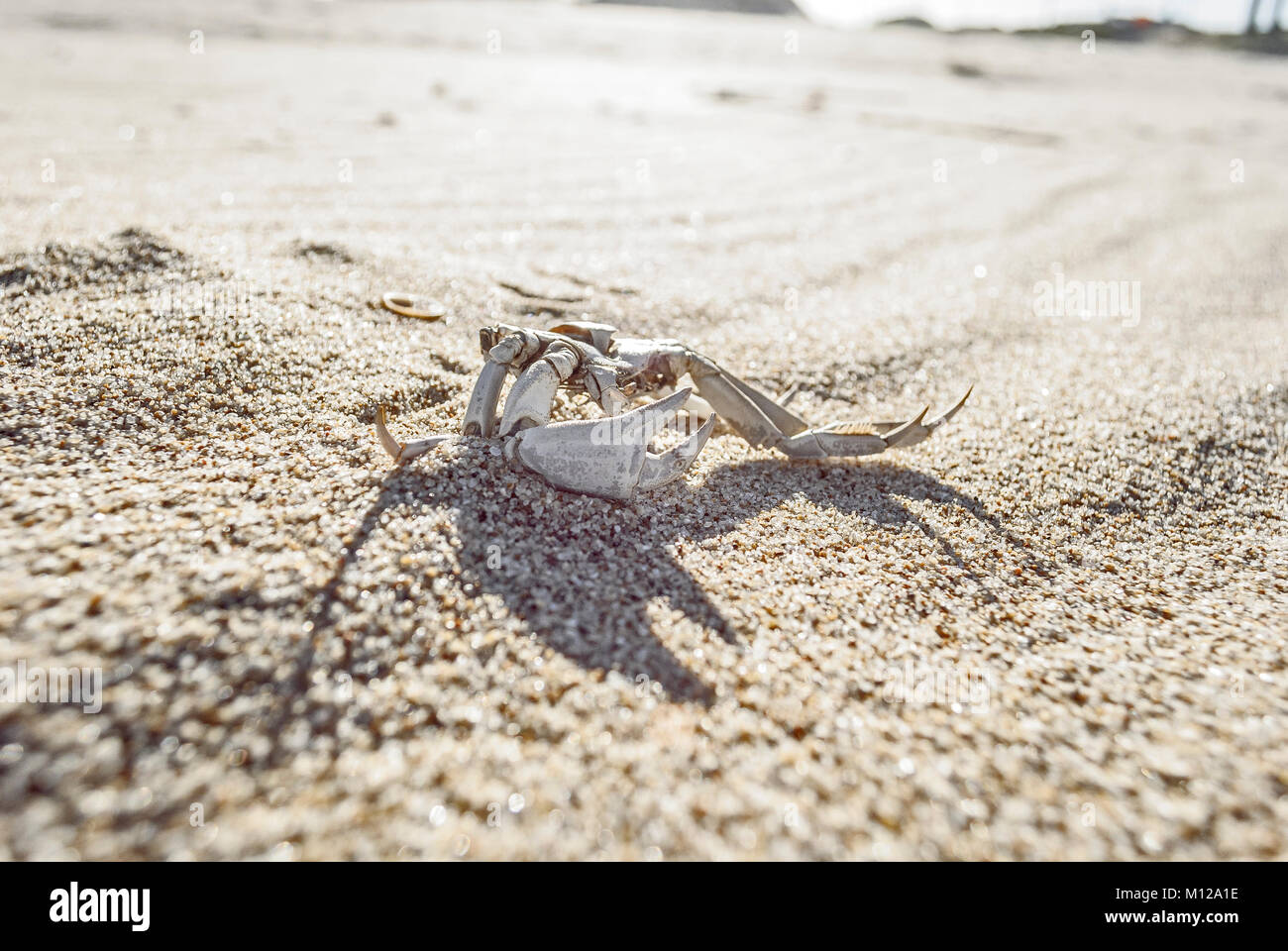 Dead crab and beach hi-res stock photography and images - Alamy