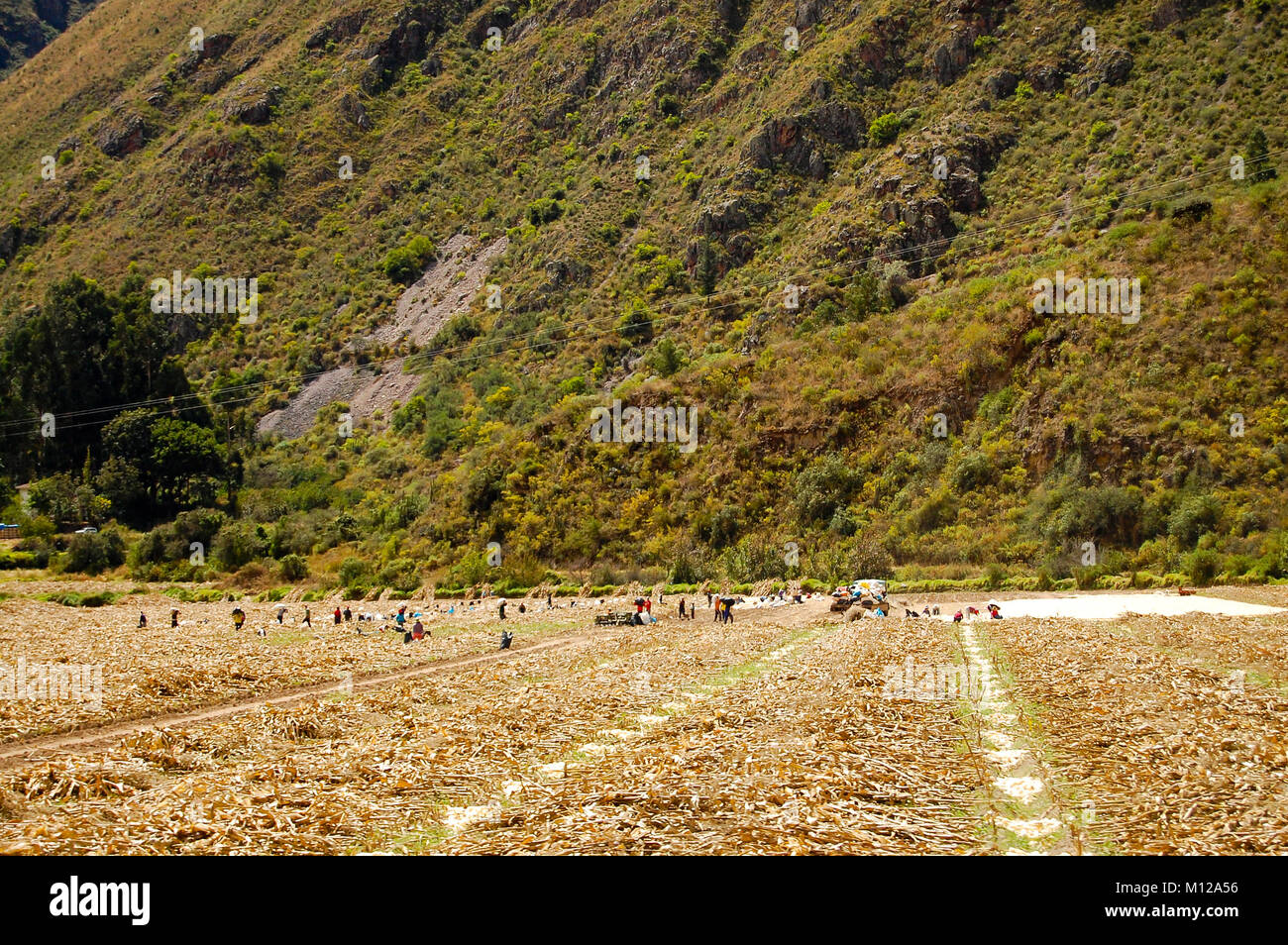 Maize Harvest - Peru Stock Photo - Alamy