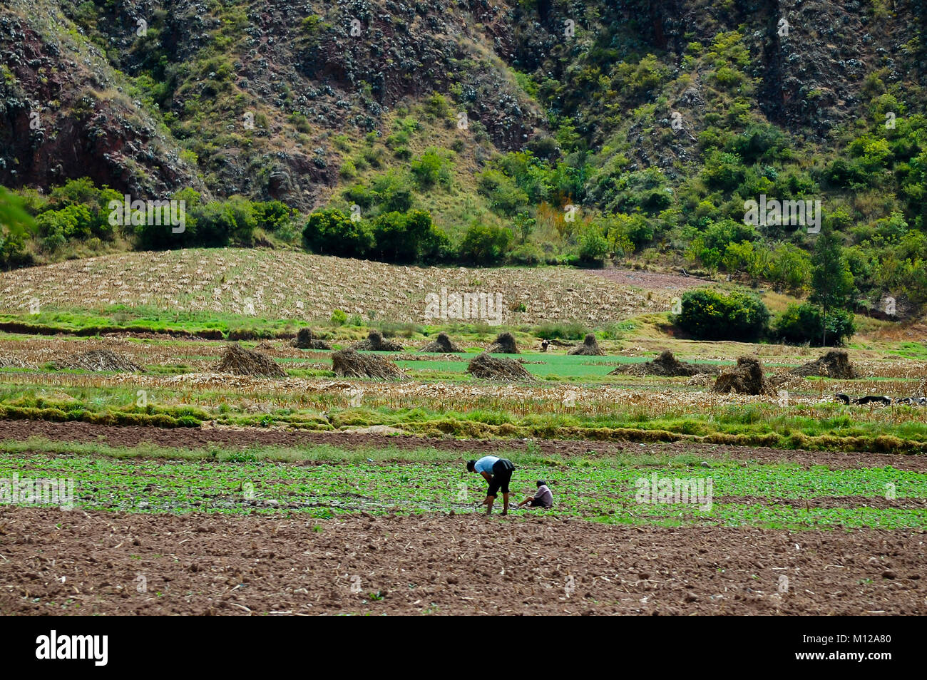 Maize fields peru hi-res stock photography and images - Alamy