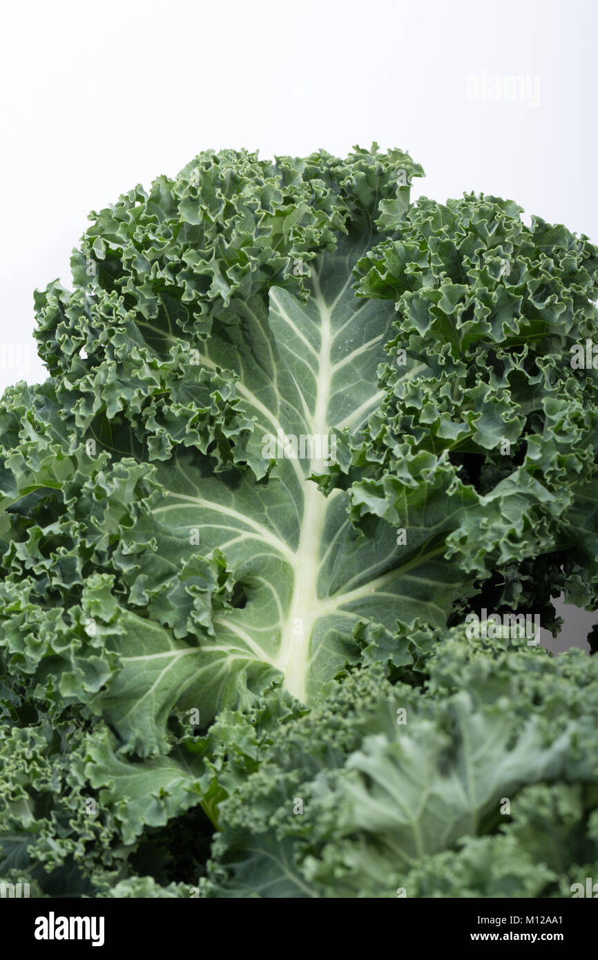 A healthy fresh curly kale Stock Photo - Alamy