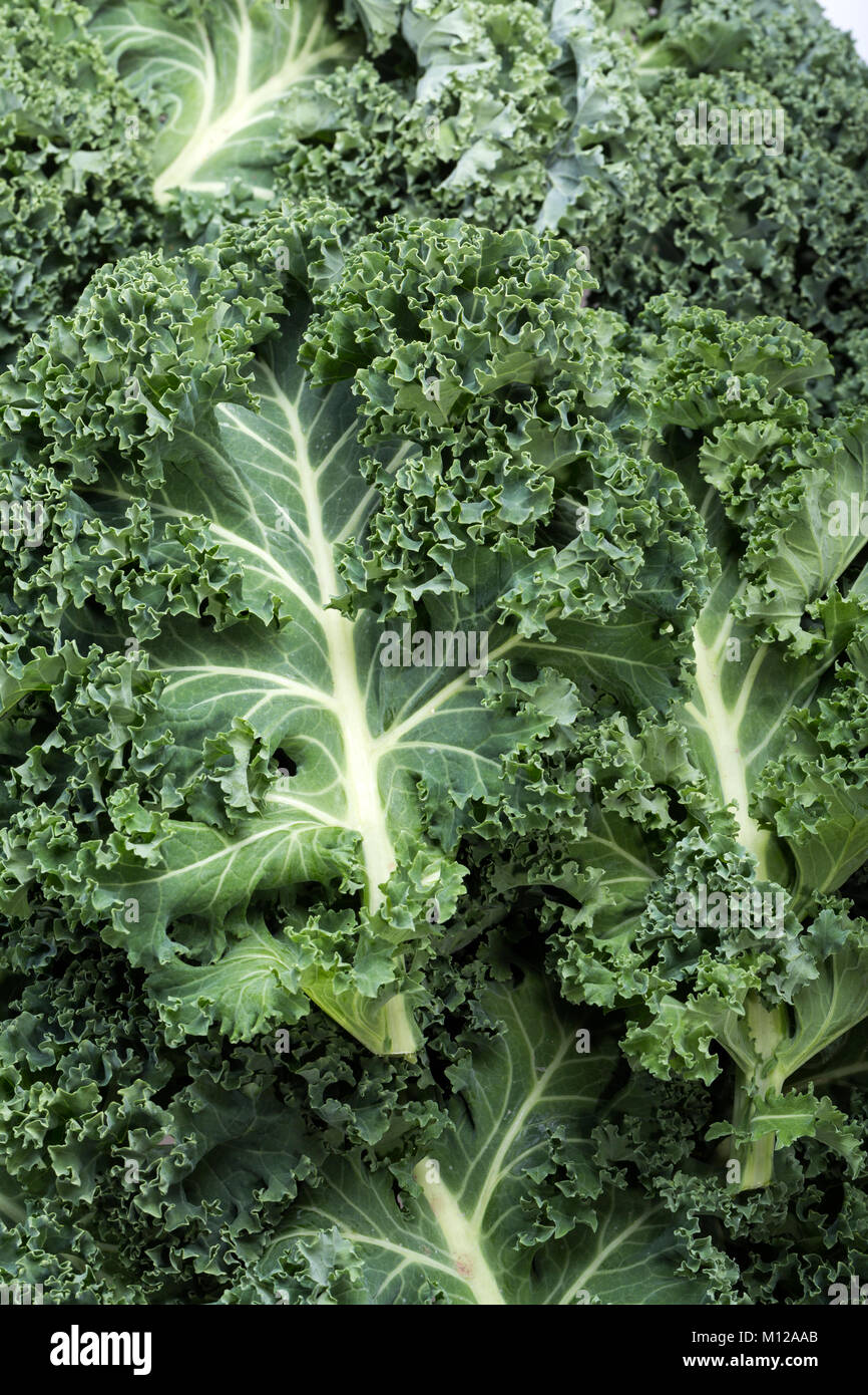 A healthy fresh curly kale Stock Photo - Alamy