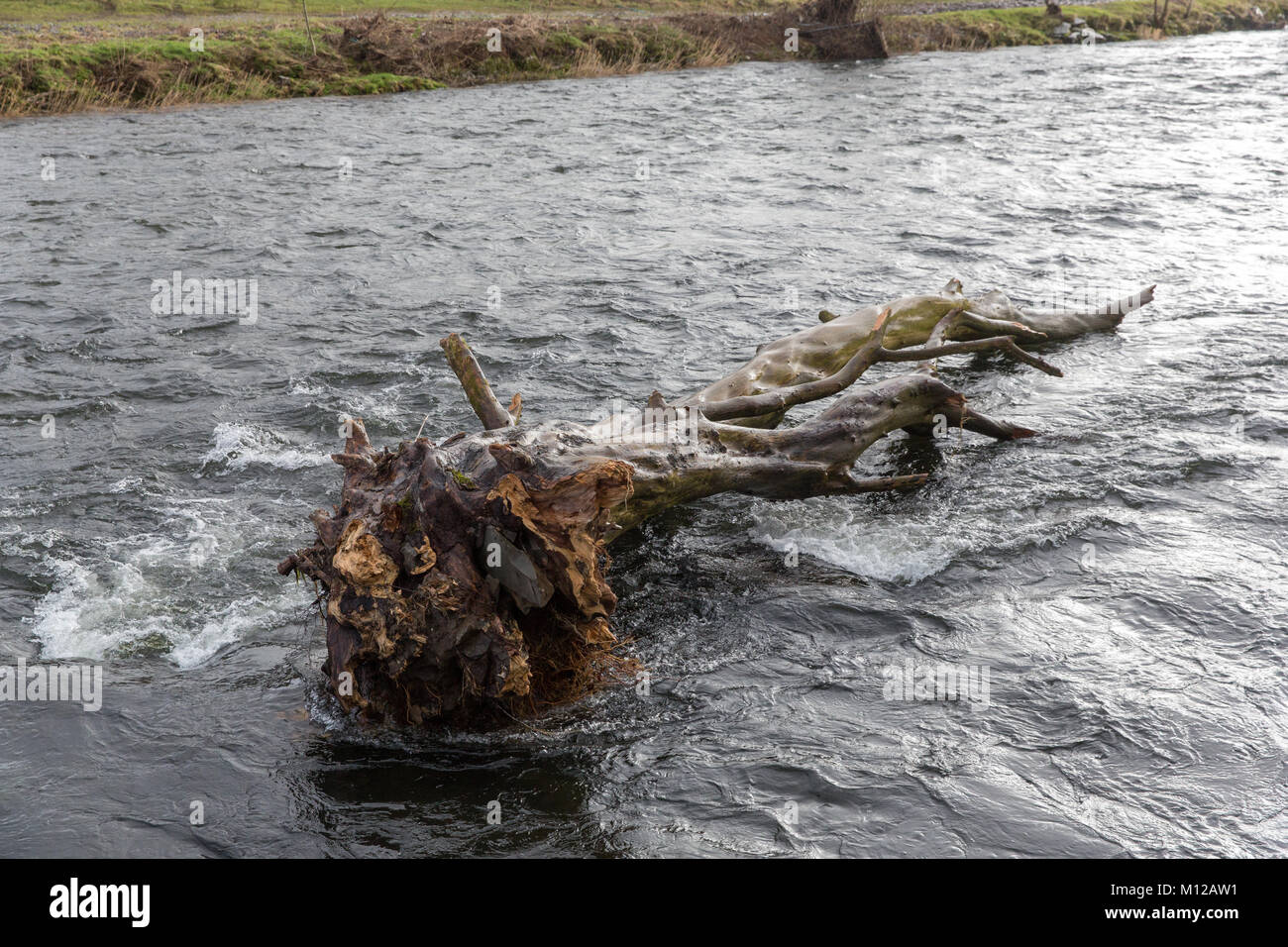 A Tree trunk downed in a storm is stuck in the fast flowing River Kent ...