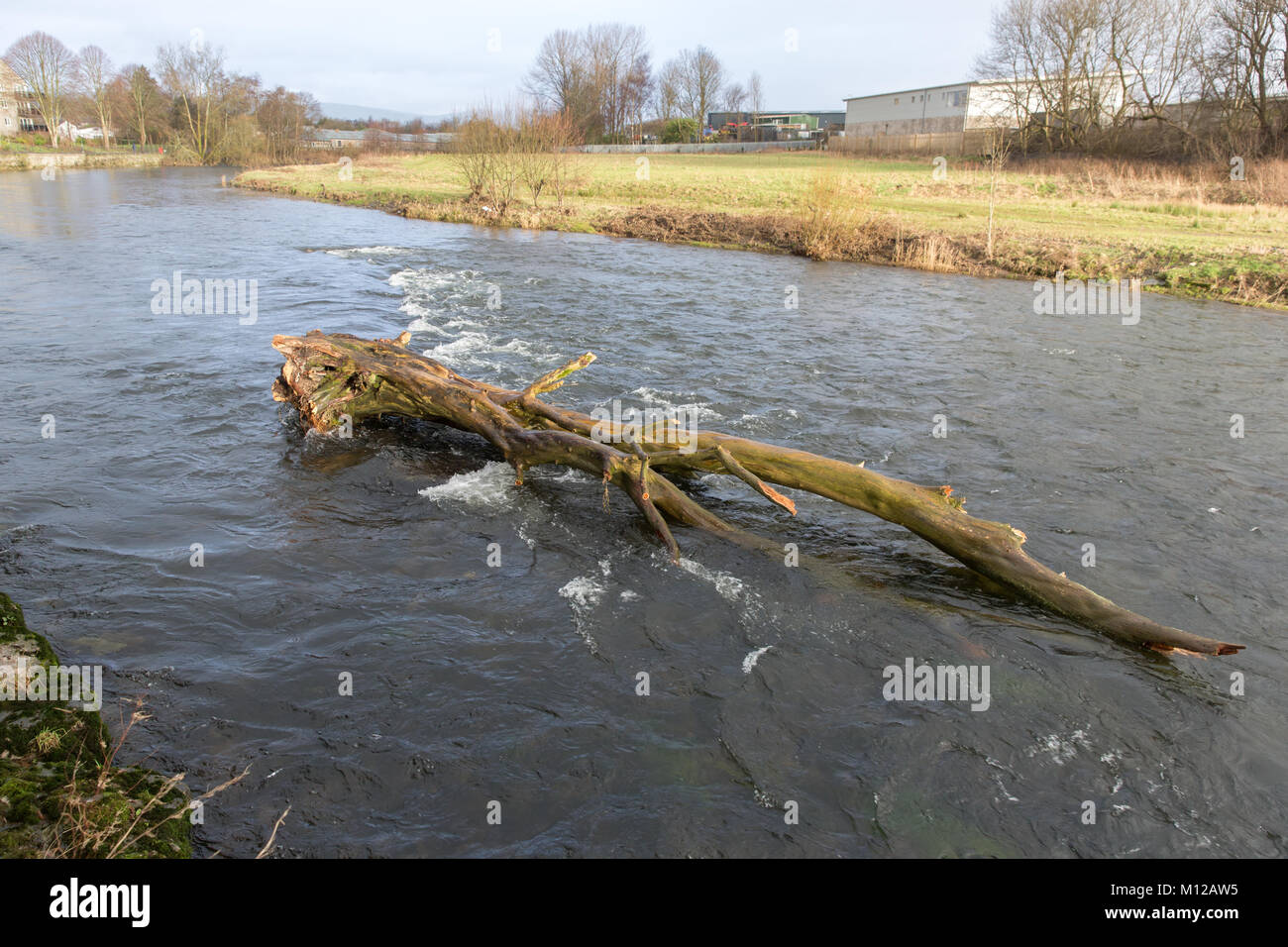 A Tree trunk downed in a storm is stuck in the fast flowing River Kent ...