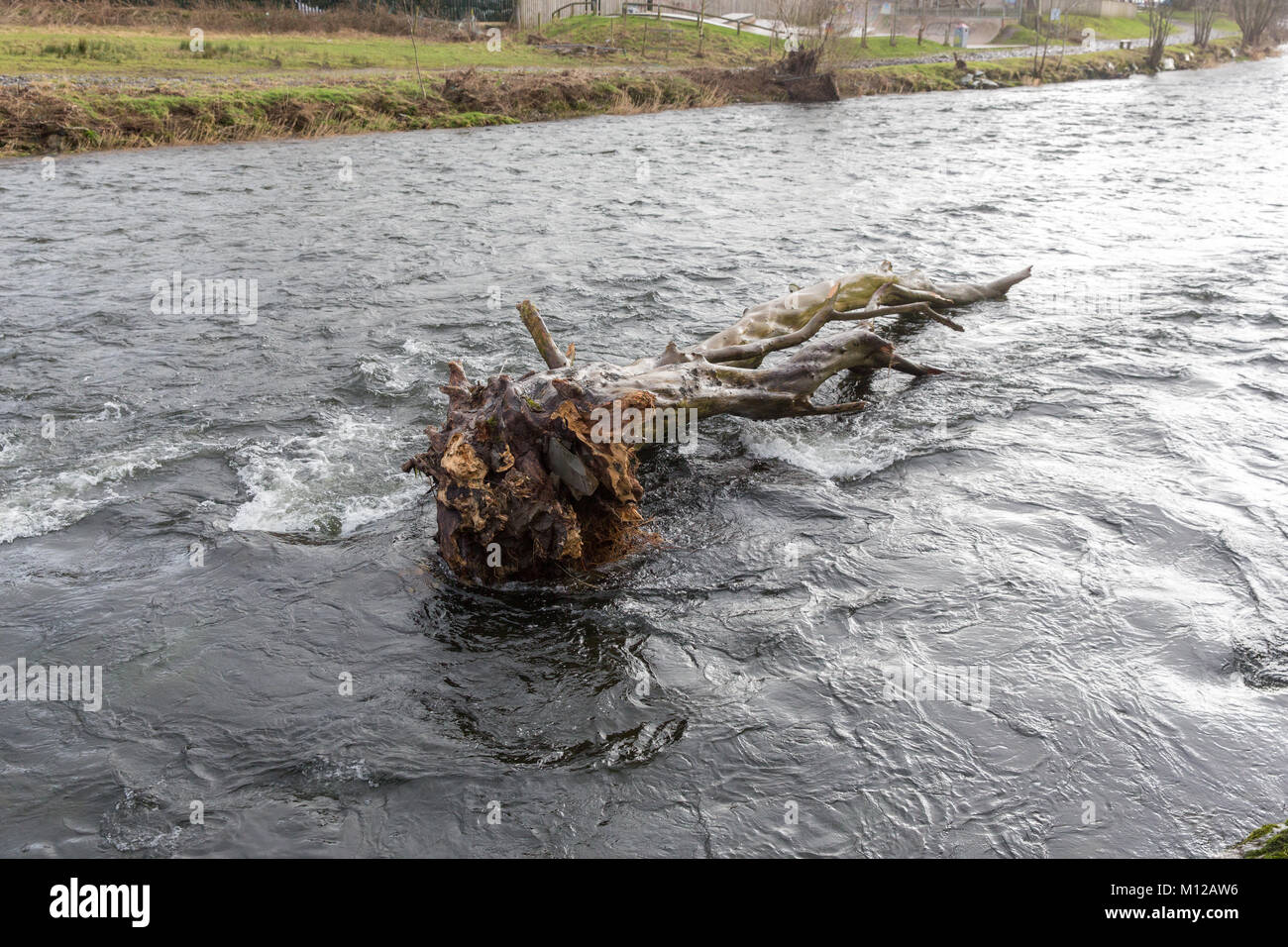 A Tree trunk downed in a storm is stuck in the fast flowing River Kent ...