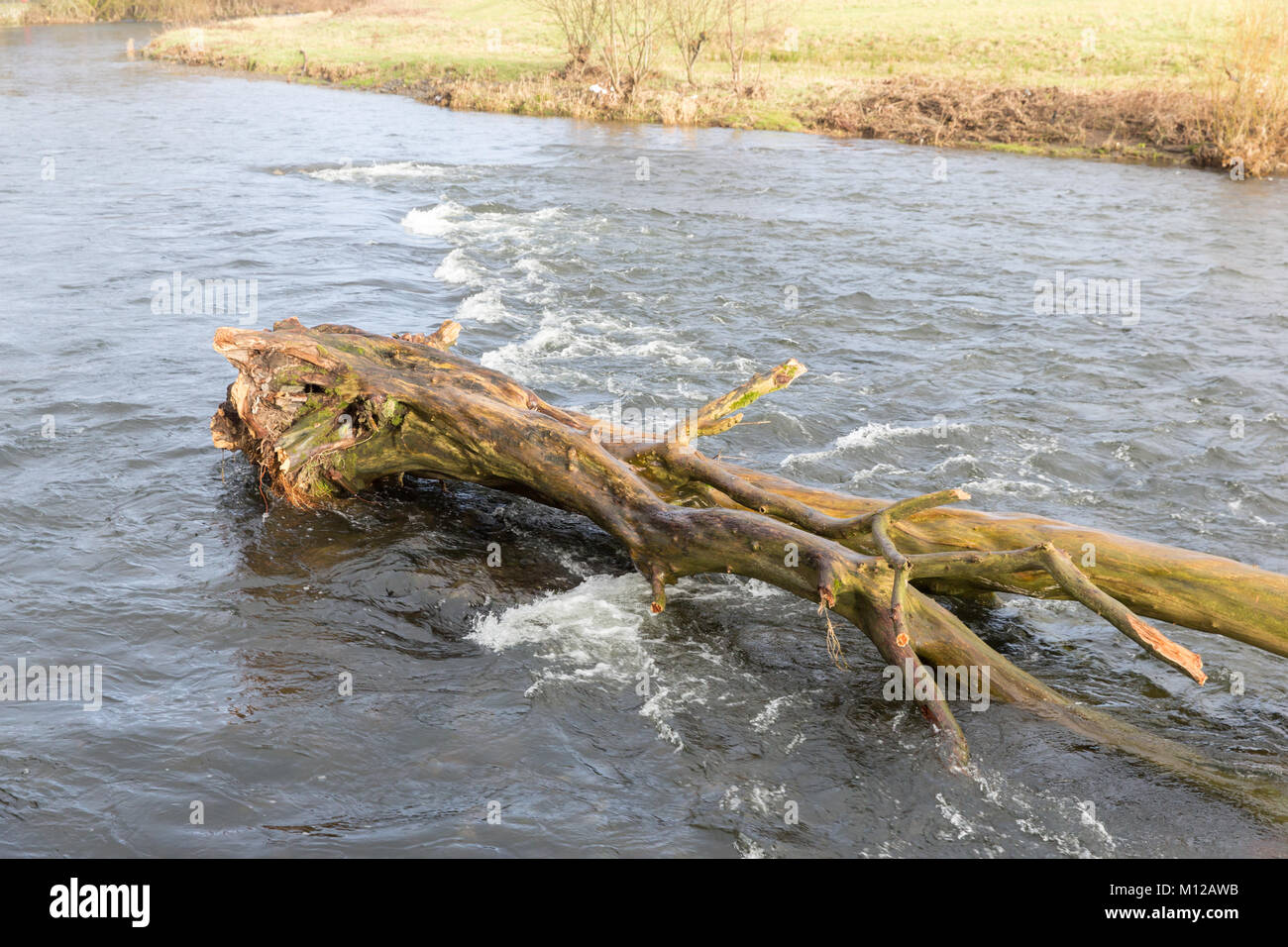 A Tree trunk downed in a storm is stuck in the fast flowing River Kent ...