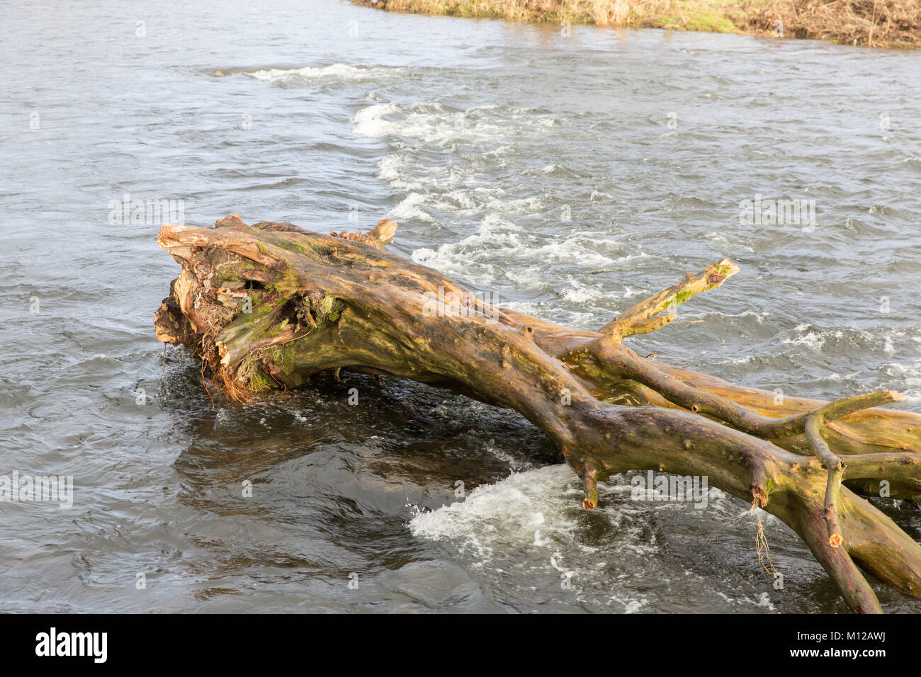 A Tree trunk downed in a storm is stuck in the fast flowing River Kent ...