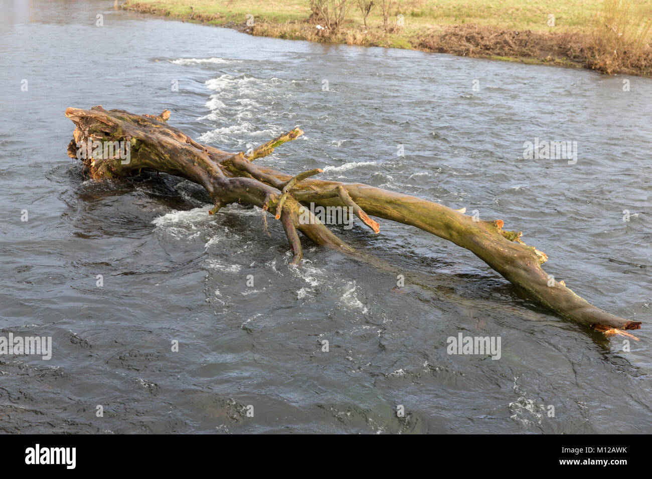 A Tree trunk downed in a storm is stuck in the fast flowing River Kent ...
