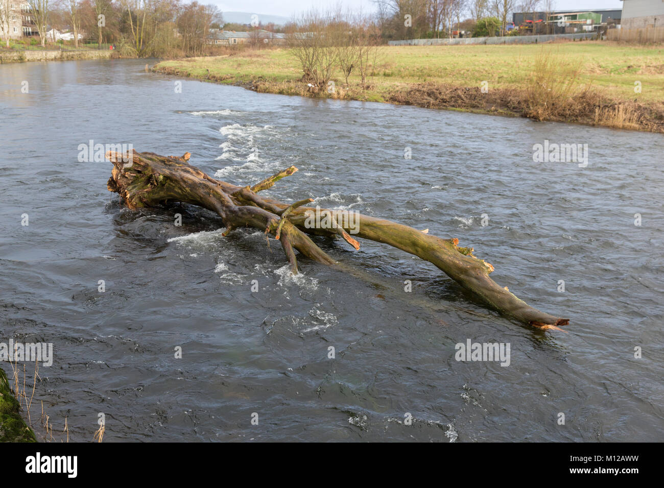 A Tree trunk downed in a storm is stuck in the fast flowing River Kent ...
