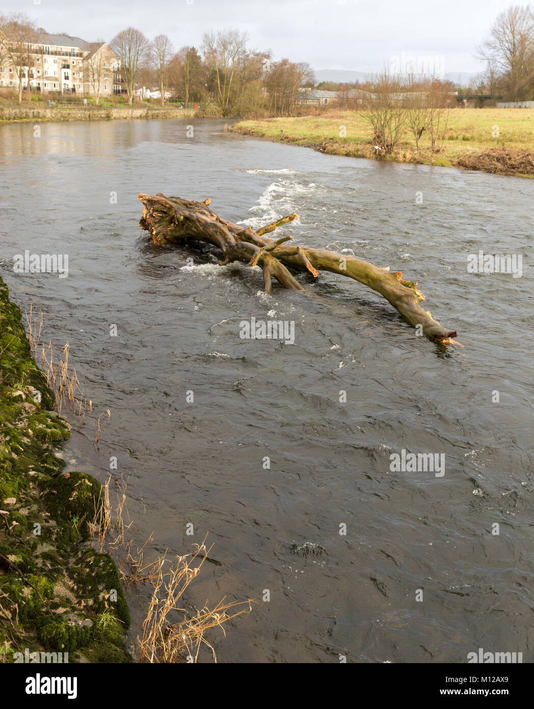 A Tree trunk downed in a storm is stuck in the fast flowing River Kent ...