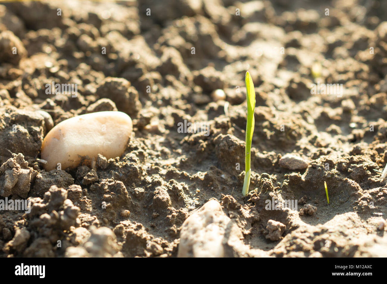 Sprout plants hi-res stock photography and images - Alamy