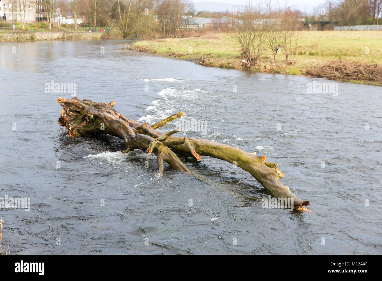 A Tree trunk downed in a storm is stuck in the fast flowing River Kent ...
