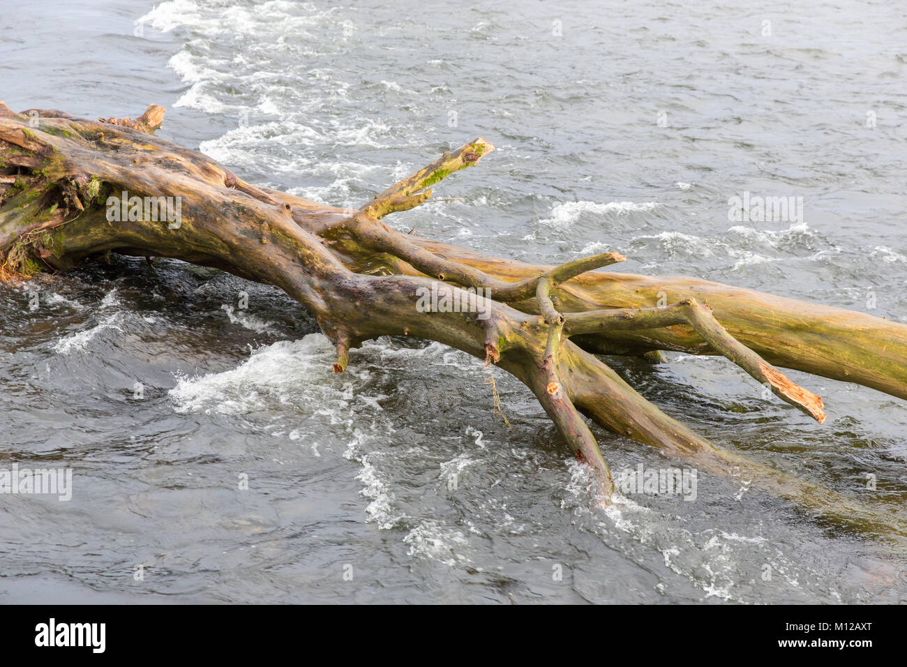 A Tree trunk downed in a storm is stuck in the fast flowing River Kent ...