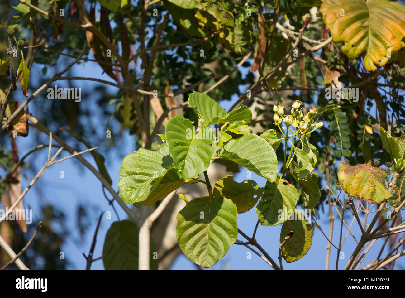 Close up Green Leaf of teak tree Stock Photo - Alamy