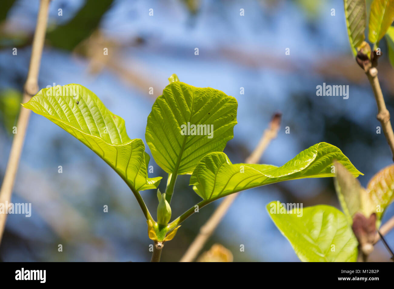 Close up Green Leaf of teak tree Stock Photo - Alamy