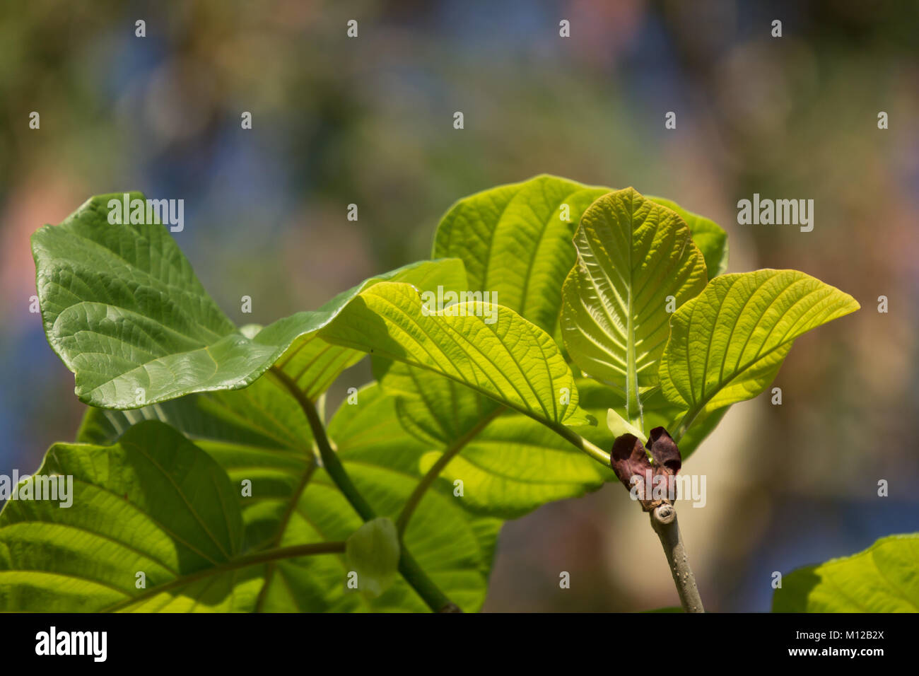 Close up Green Leaf of teak tree Stock Photo - Alamy
