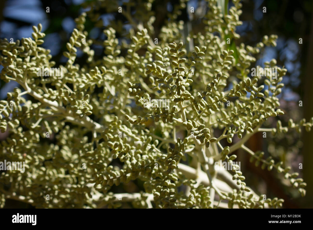 Close up of palm tree seed and flower Stock Photo - Alamy