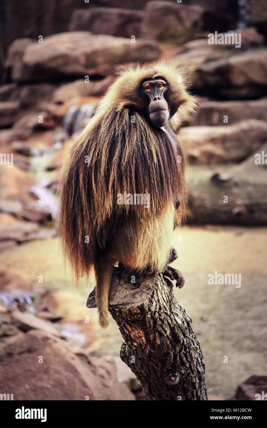 shaggy baboon sitting on a trunk looking straight into camera Stock ...