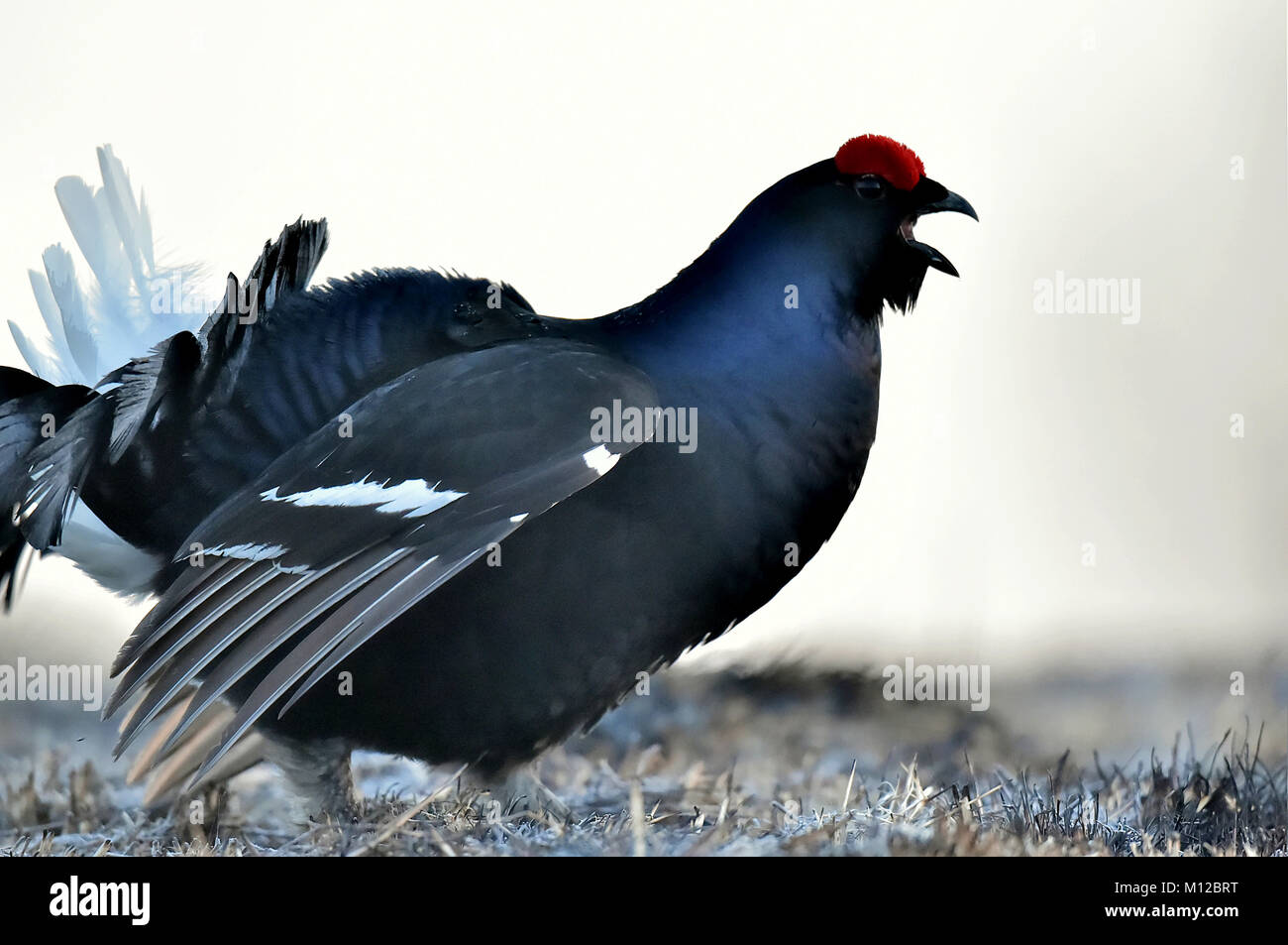 Lekking Black Grouse ( Lyrurus tetrix). Early morning. Forest Stock ...