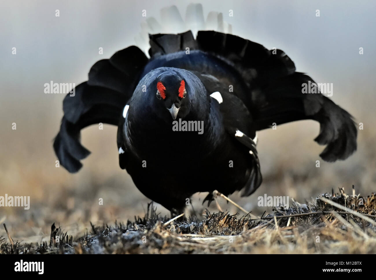 Lekking Black Grouse ( Lyrurus tetrix). Early morning. Forest Stock ...