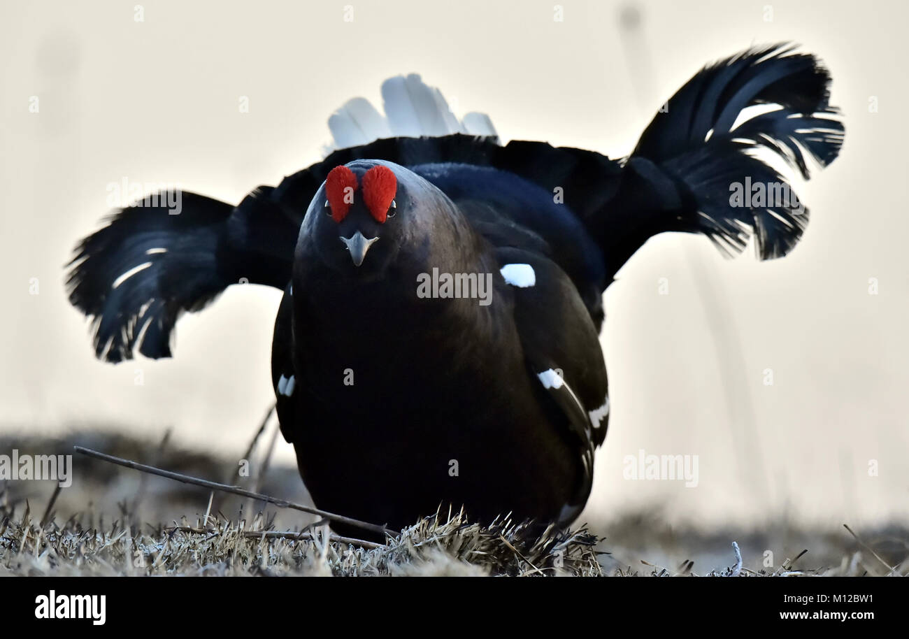 Lekking Black Grouse ( Lyrurus tetrix). Early morning. Forest Stock ...