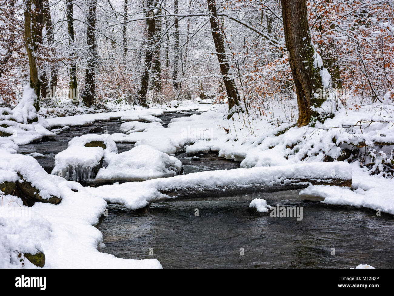 log through a brook in snowy forest with some weathered foliage on the ...