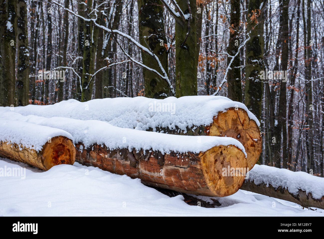 logs on the snowy slope in forest. lovely nature scenery in winter ...