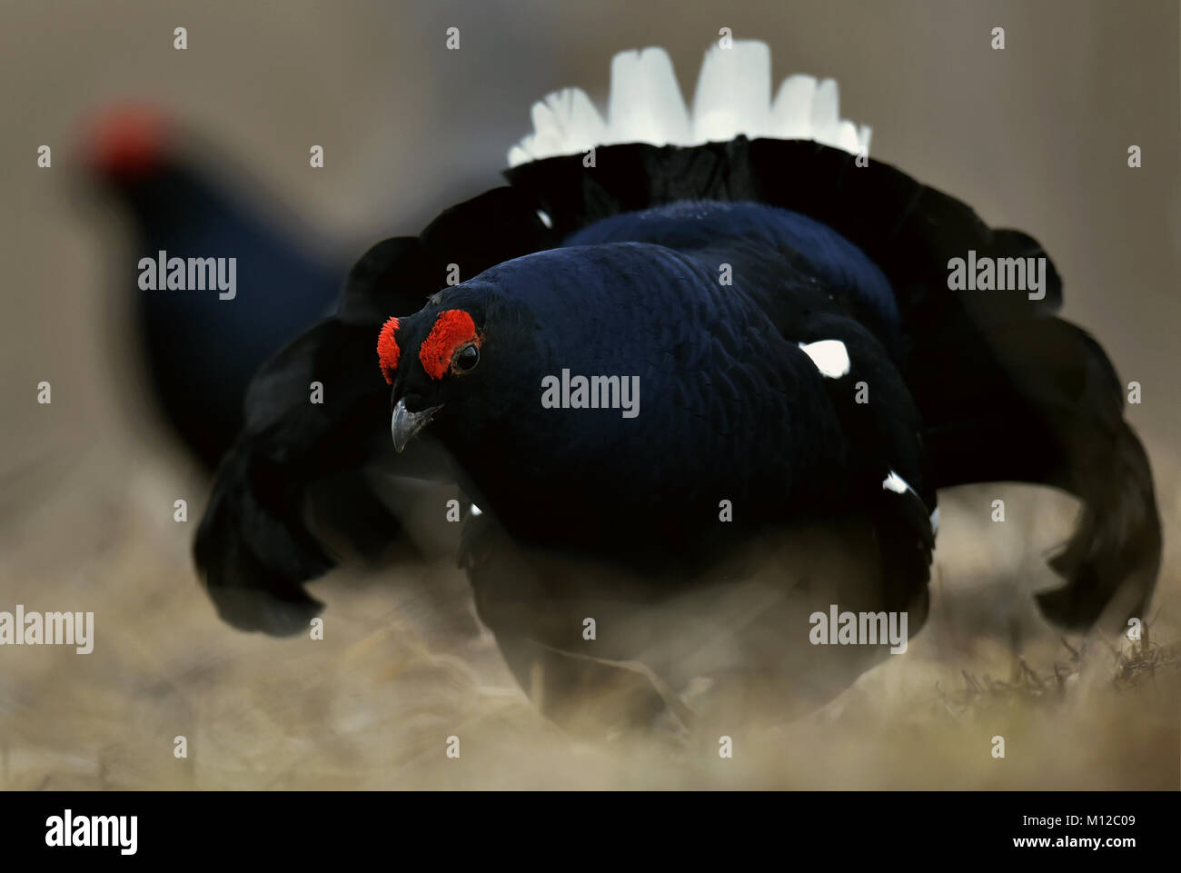Lekking Black Grouse ( Lyrurus tetrix). Early morning. Forest Stock ...