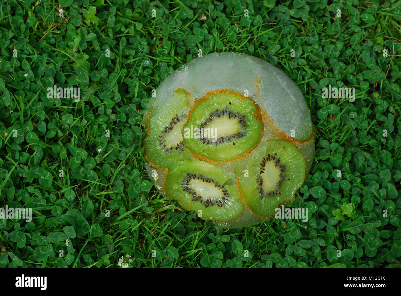 Frozen ball of slices of kiwi fruit on background of grass and clover ...