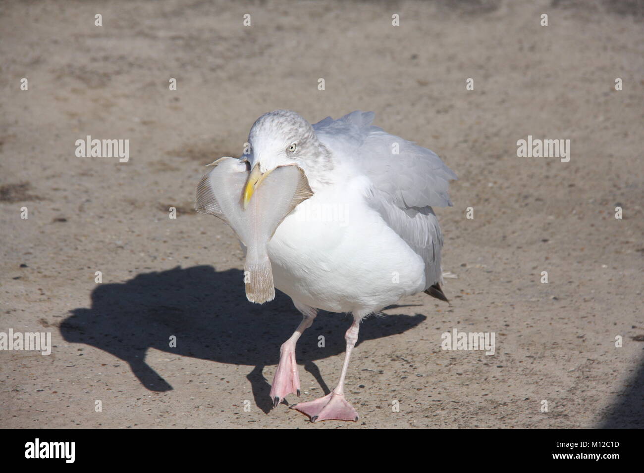 Gull caught a fish hi-res stock photography and images - Alamy