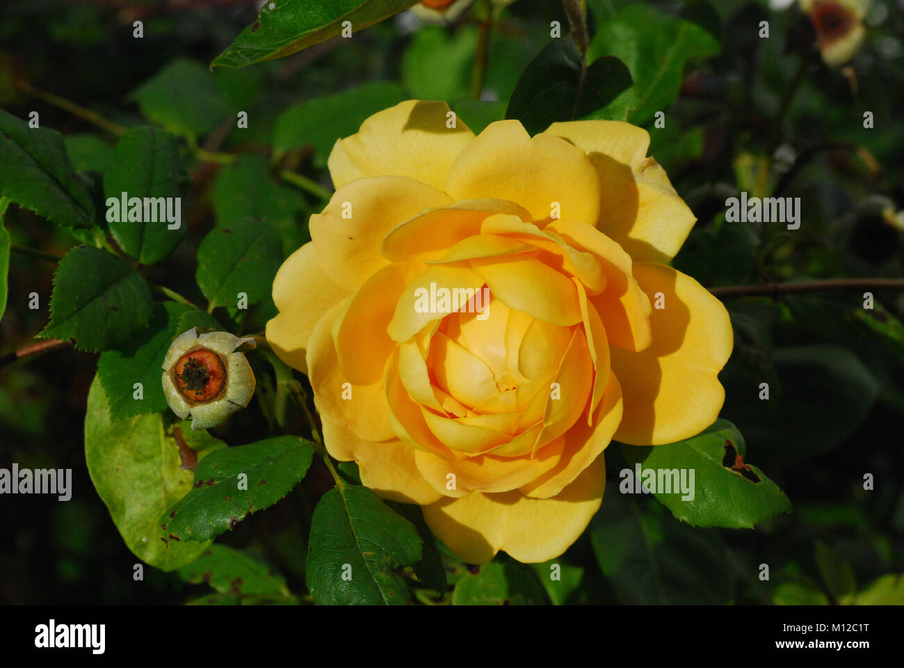 Close up of yellow David Austin climbing rose Stock Photo - Alamy