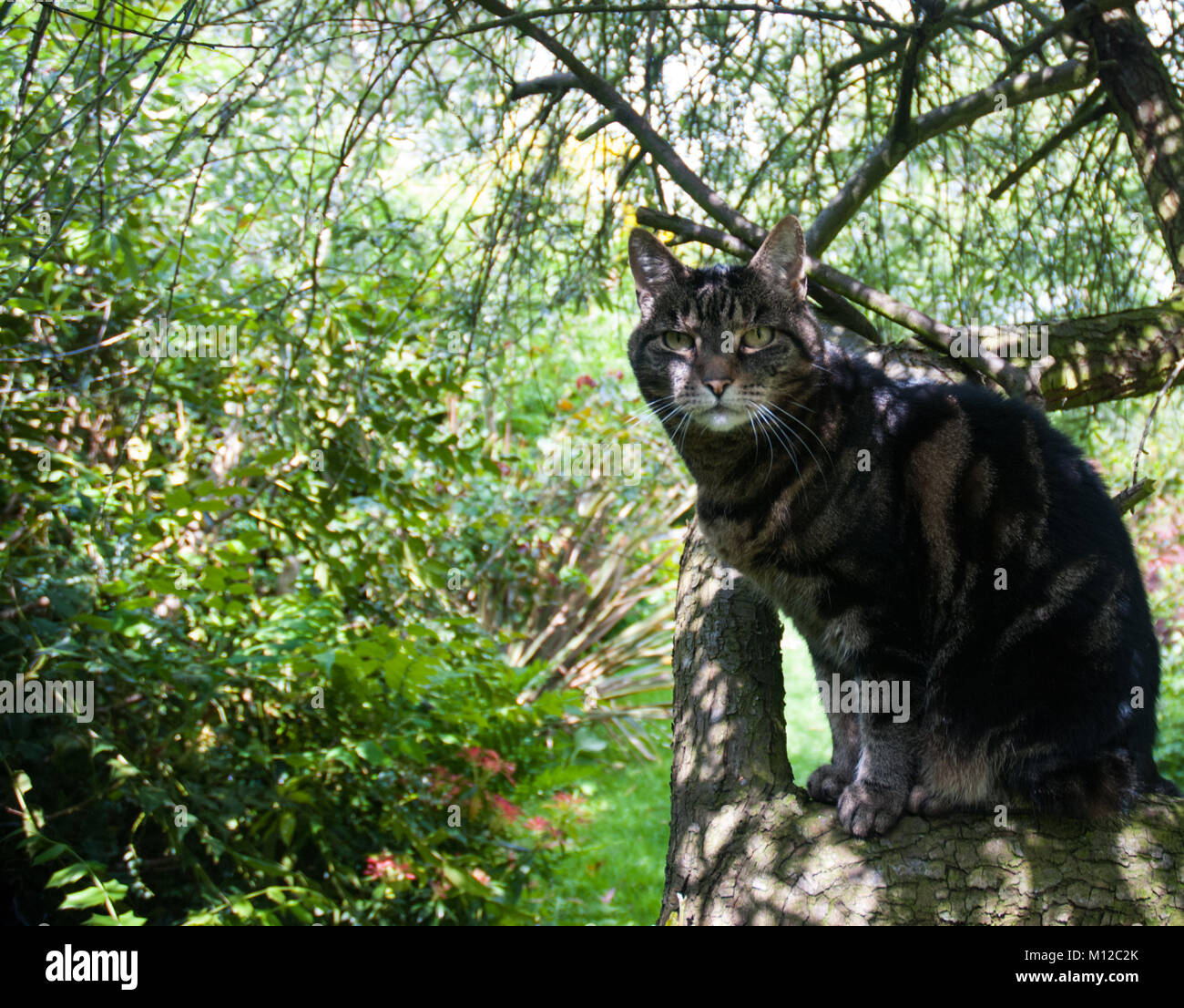 Dappled Cat High Resolution Stock Photography and Images - Alamy