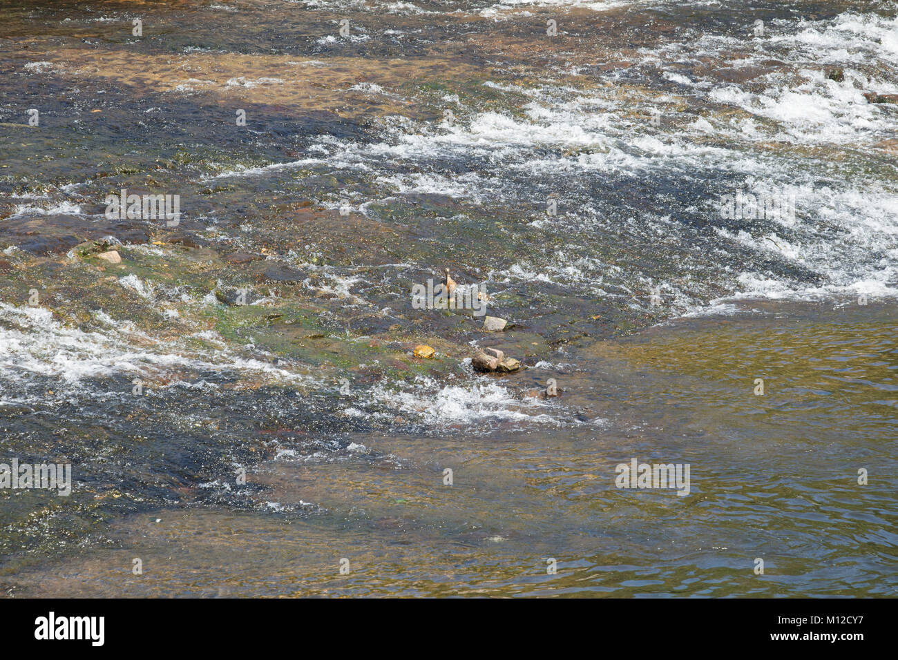 Watchful mother duck hi-res stock photography and images - Alamy
