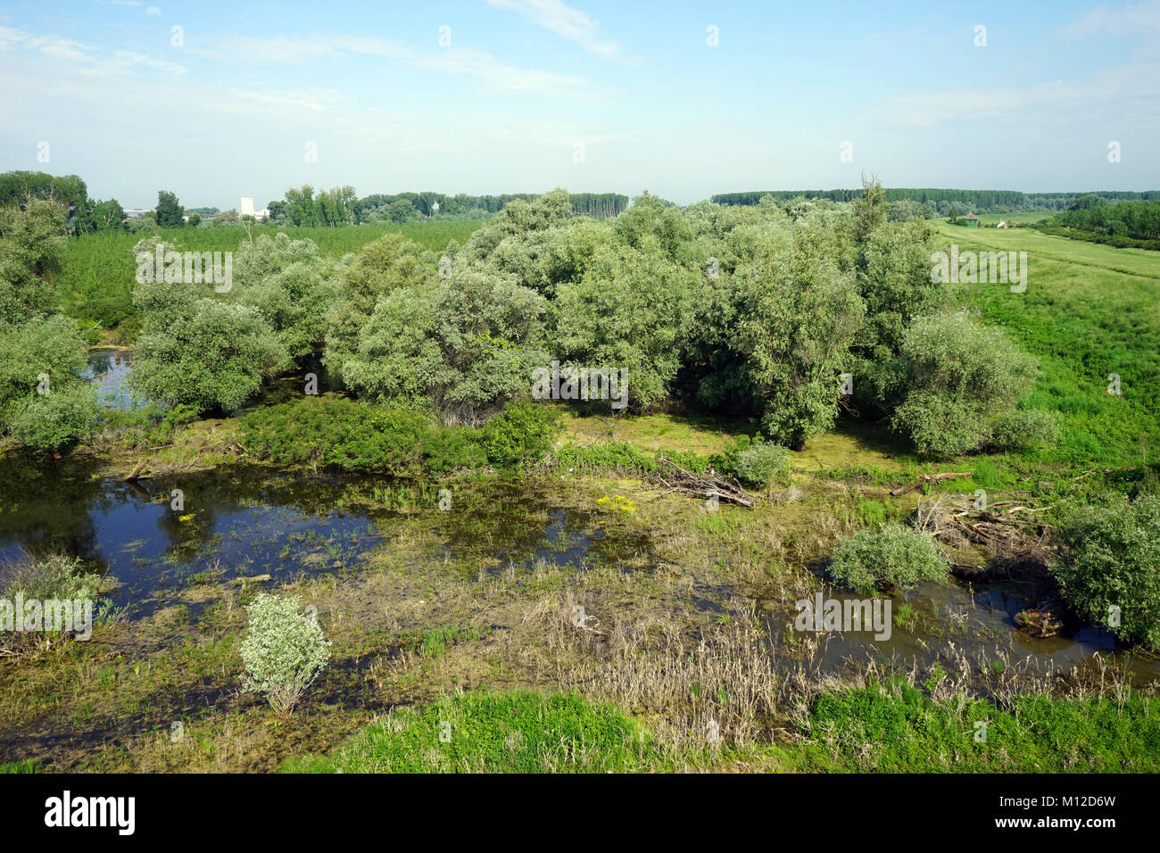 Green swamp near Dunav river in Serbia Stock Photo - Alamy