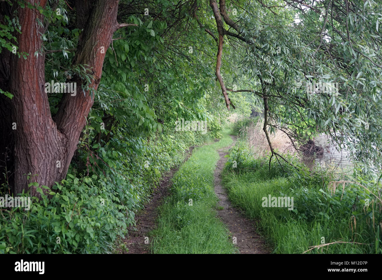 Track near Dunav river in Serbia Stock Photo - Alamy