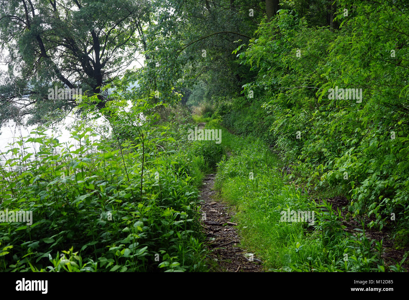 Footpath near Dunav river in Serbia Stock Photo - Alamy