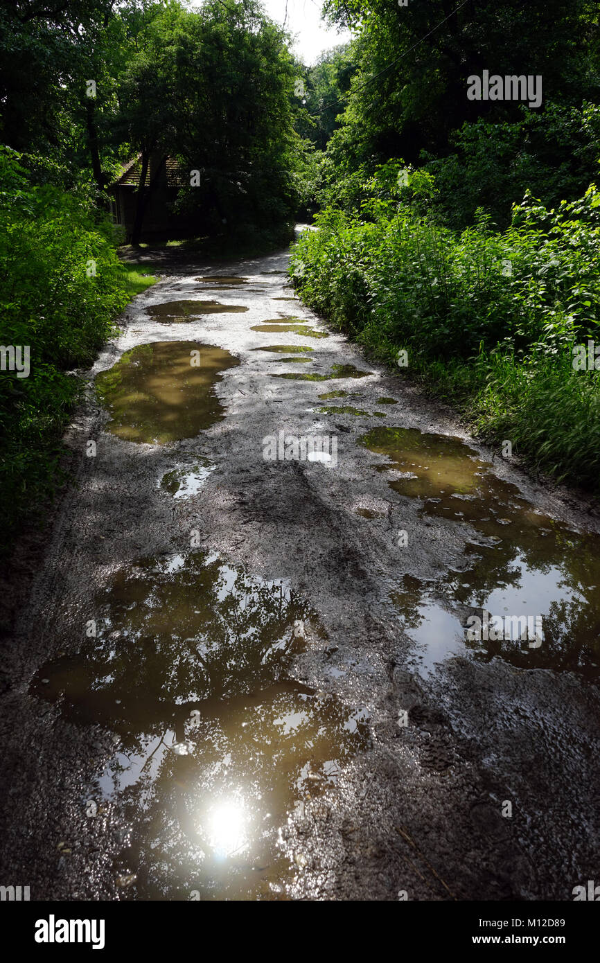 Water on the wet dirt road in the forest Stock Photo - Alamy