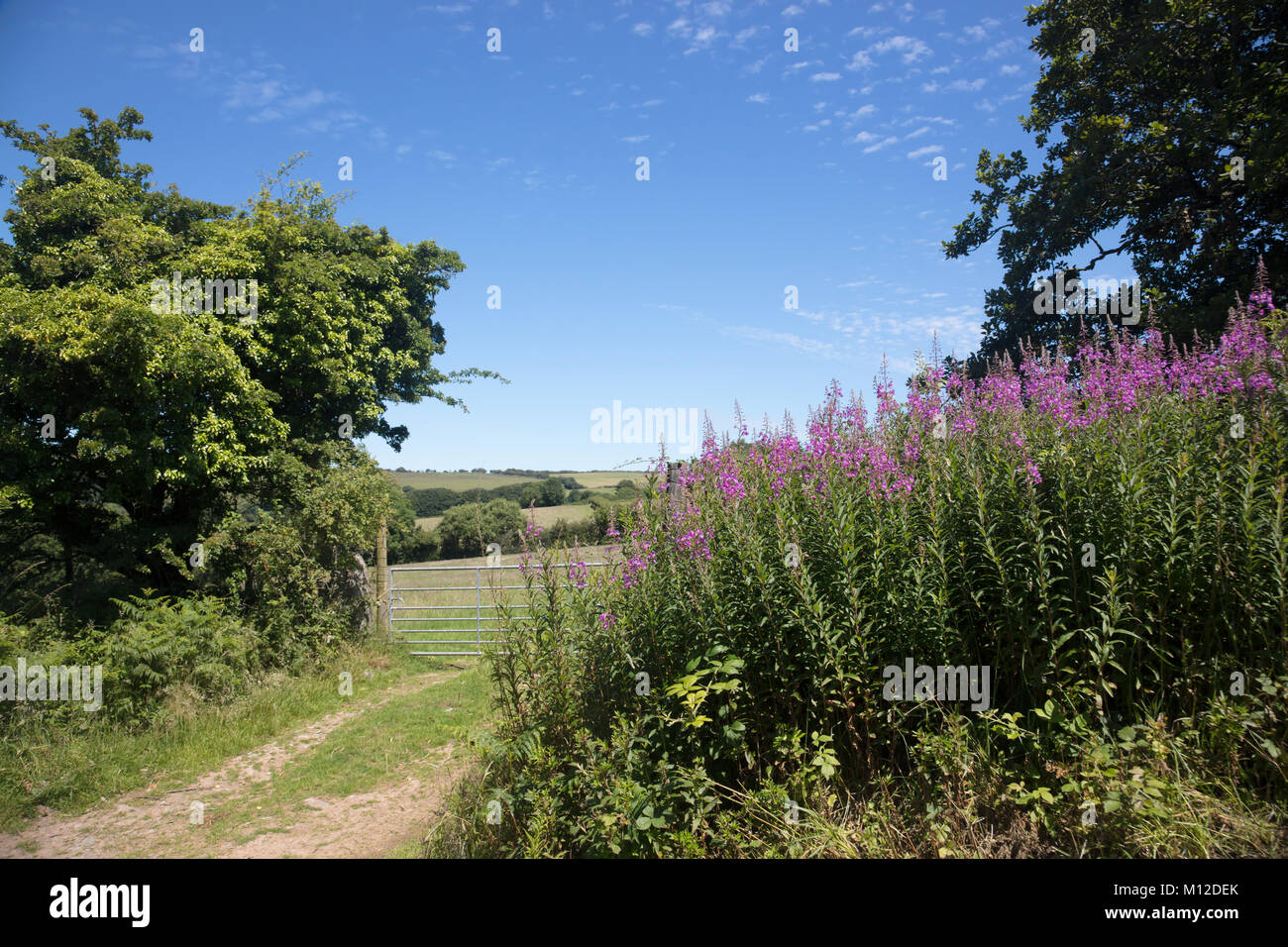 Hedgerows in england hi-res stock photography and images - Alamy